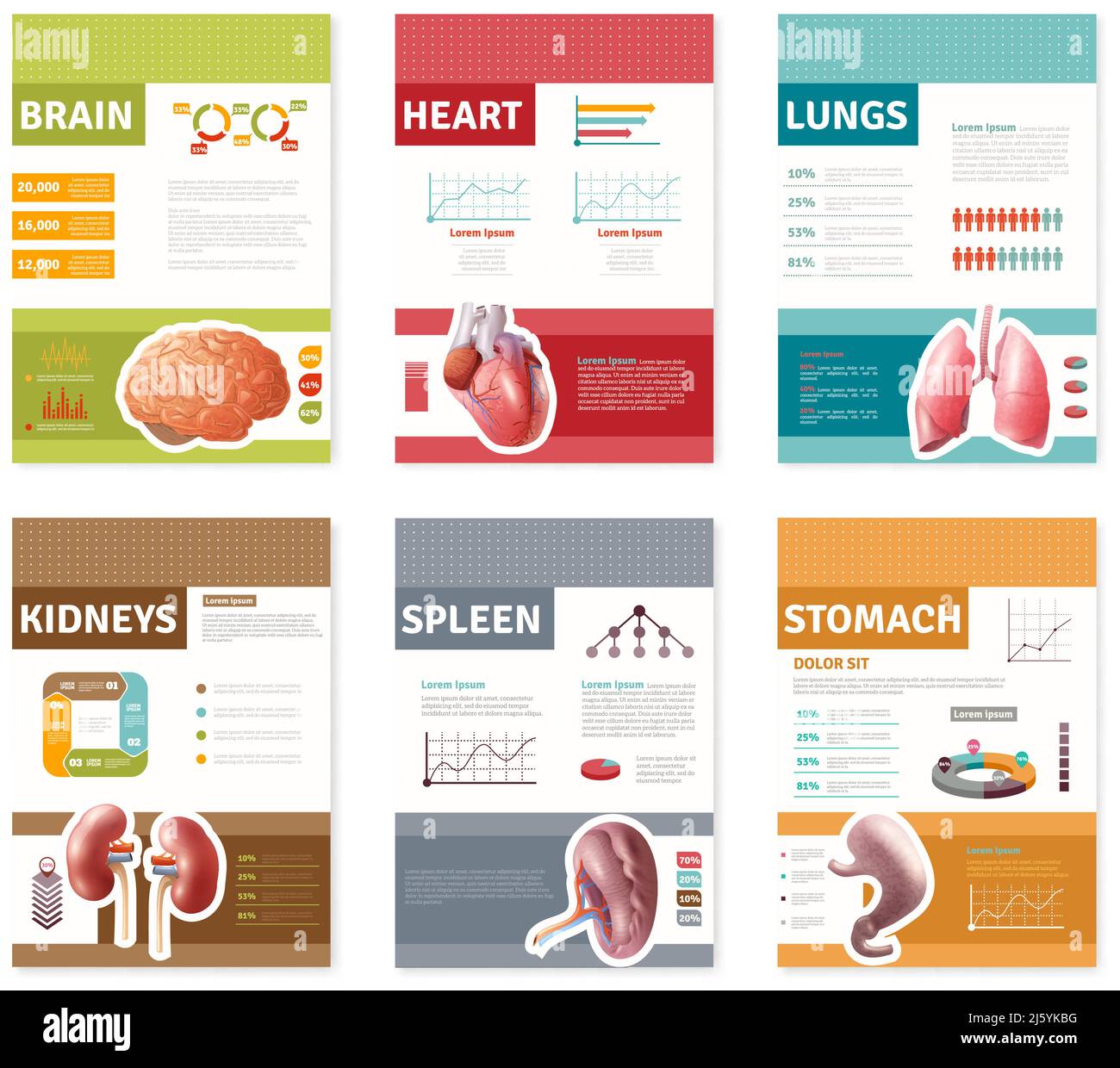 Small colorful internal human organs with description banners isolated ...