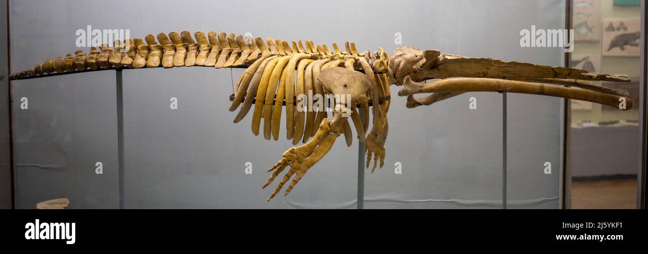 Skeleton of an ancient whale in the museum Stock Photo - Alamy