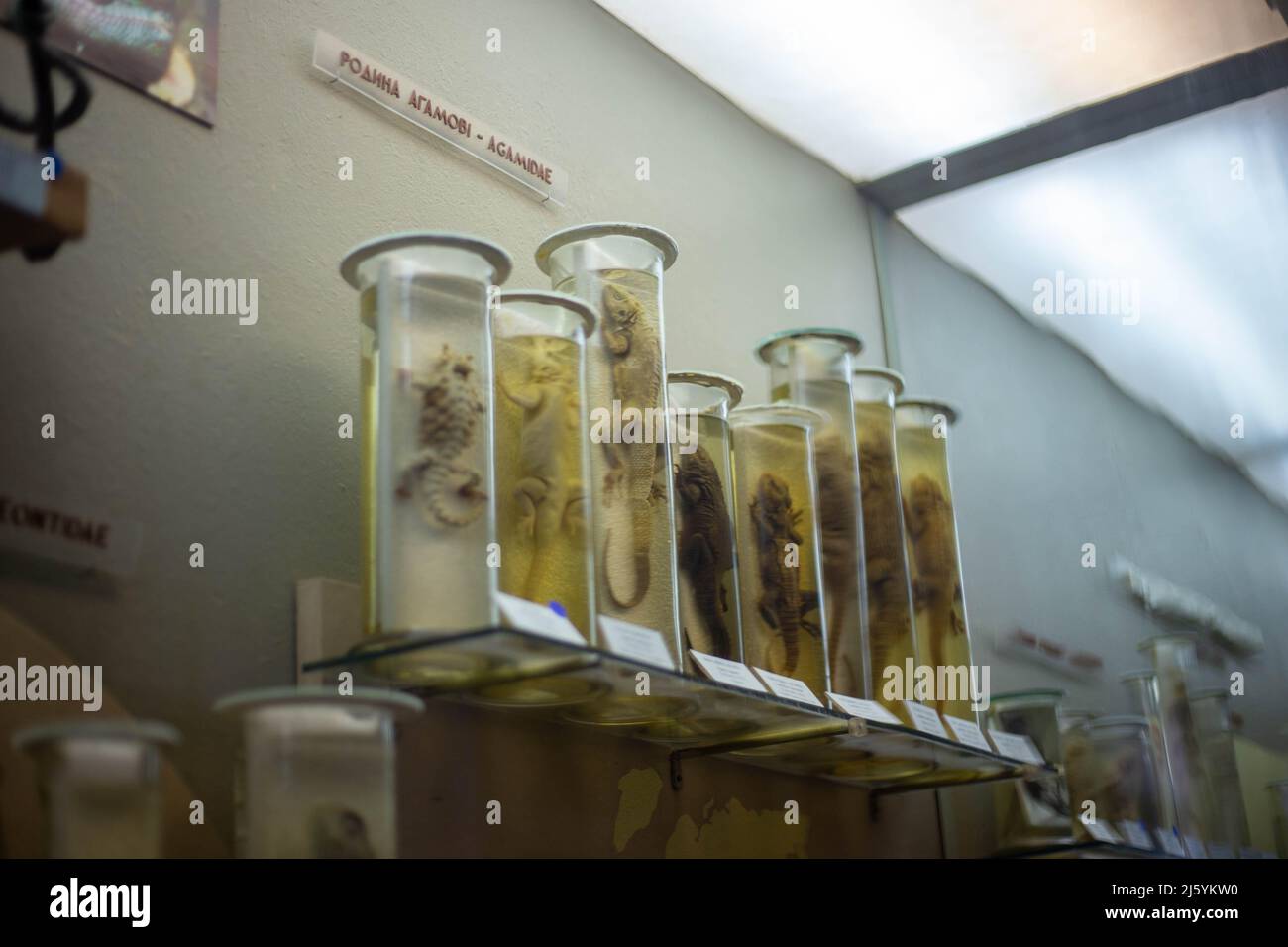 Dead reptiles embalmed in a special vessel with oil Stock Photo - Alamy
