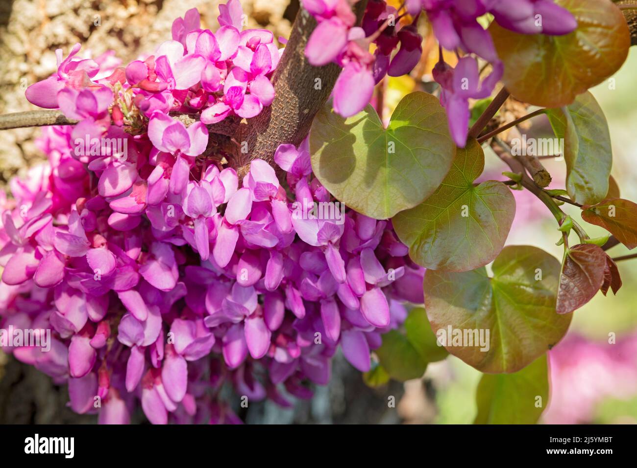 Cercis siliquastrum close up hi-res stock photography and images - Alamy