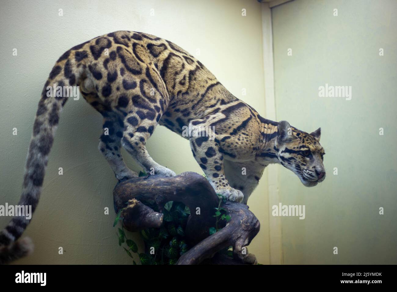 Realistic stuffed wild animal in the museum Stock Photo - Alamy