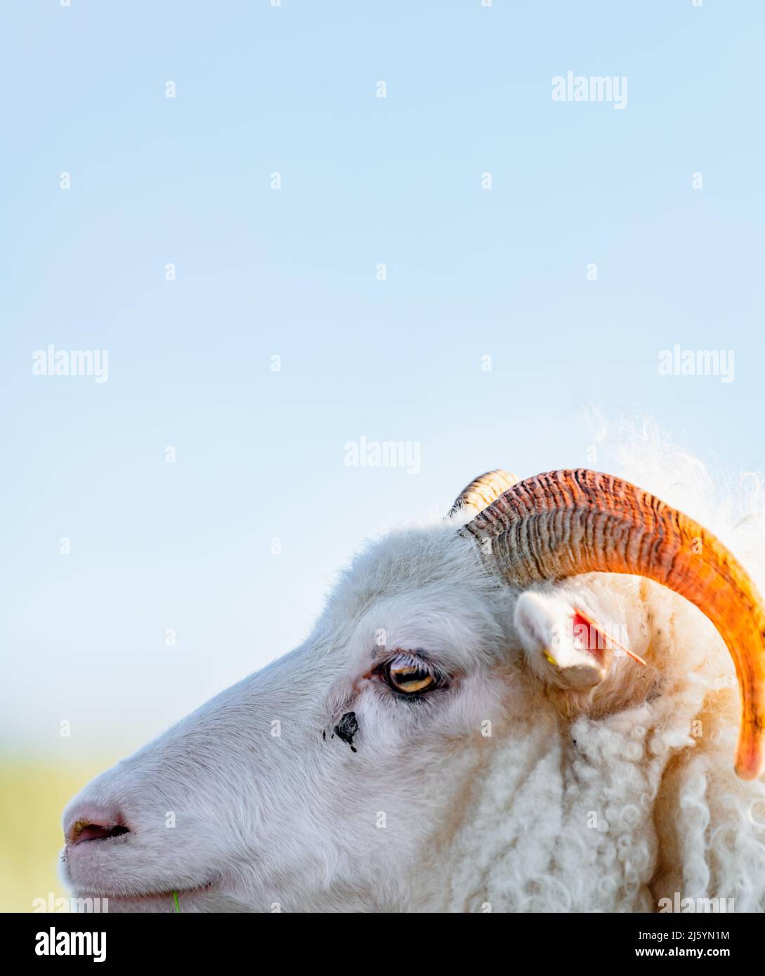 Ram profile view under clear sky for text Stock Photo - Alamy