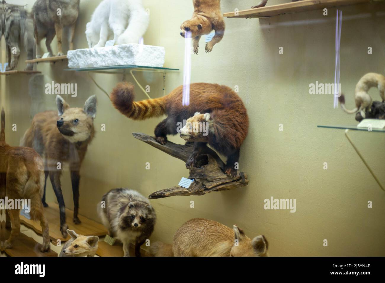 Realistic stuffed wild animal in the museum Stock Photo - Alamy