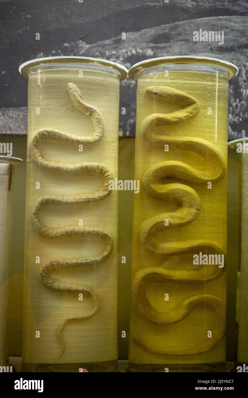 Dead reptiles embalmed in a special vessel with oil Stock Photo - Alamy