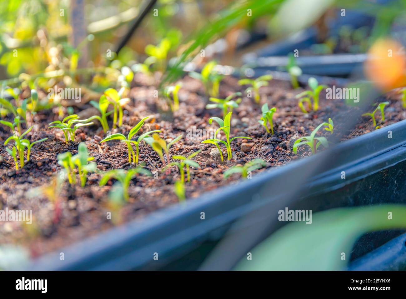 Sprouts on a nursery at San Francisco in California Stock Photo - Alamy