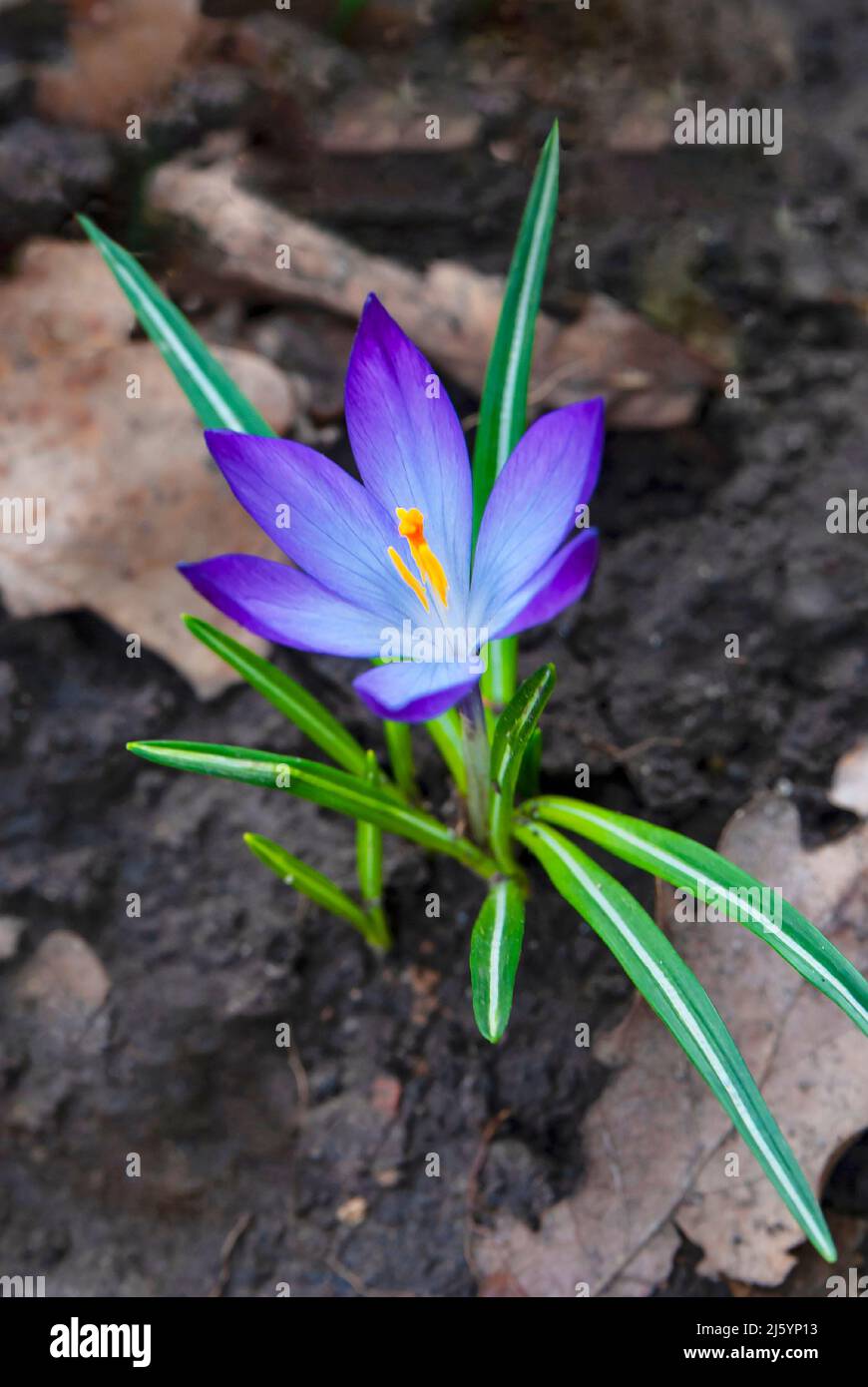 Crocus hi-res stock photography and images - Alamy