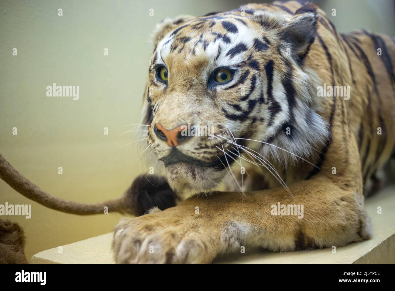 Realistic stuffed wild animal in the museum Stock Photo - Alamy