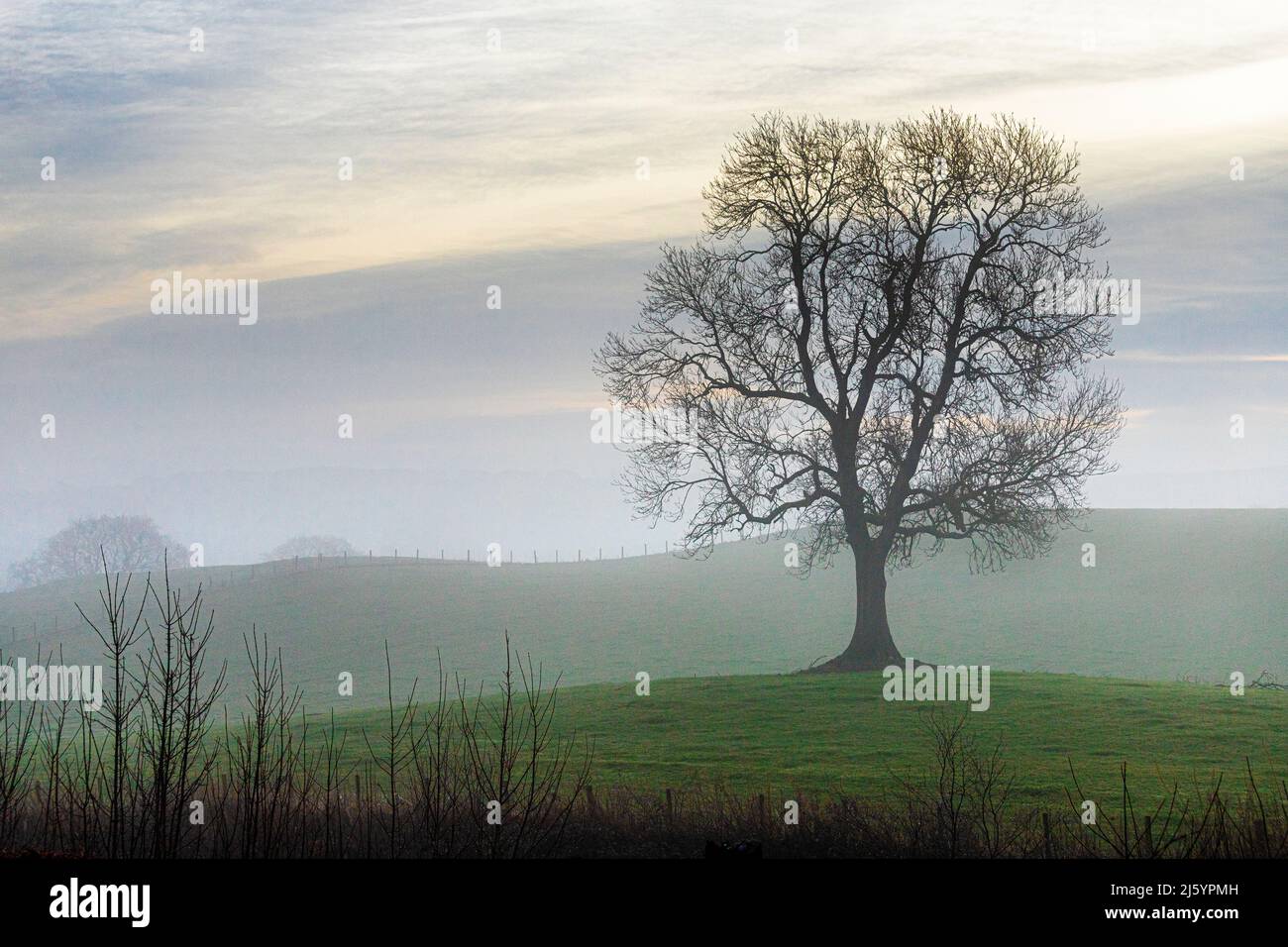 A tree with bare branches against a mottled sky on a misty winter dawn ...