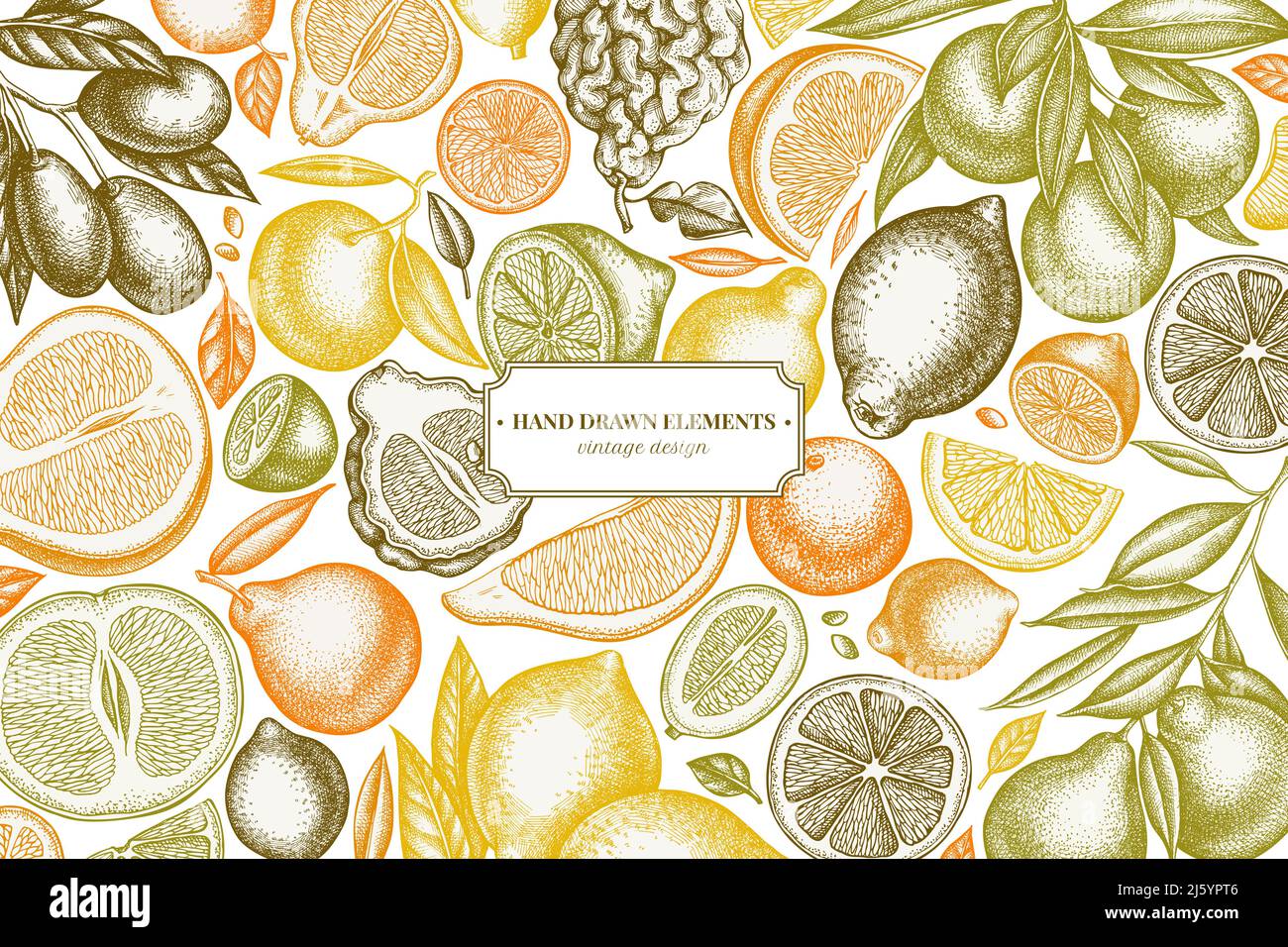 Citrus hand drawn illustration design. Background with vintage kumquat ...