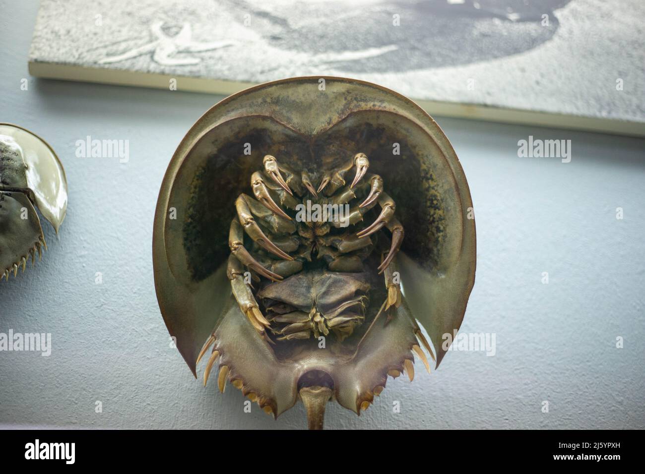 Sea monster with many claws and a shell Stock Photo - Alamy