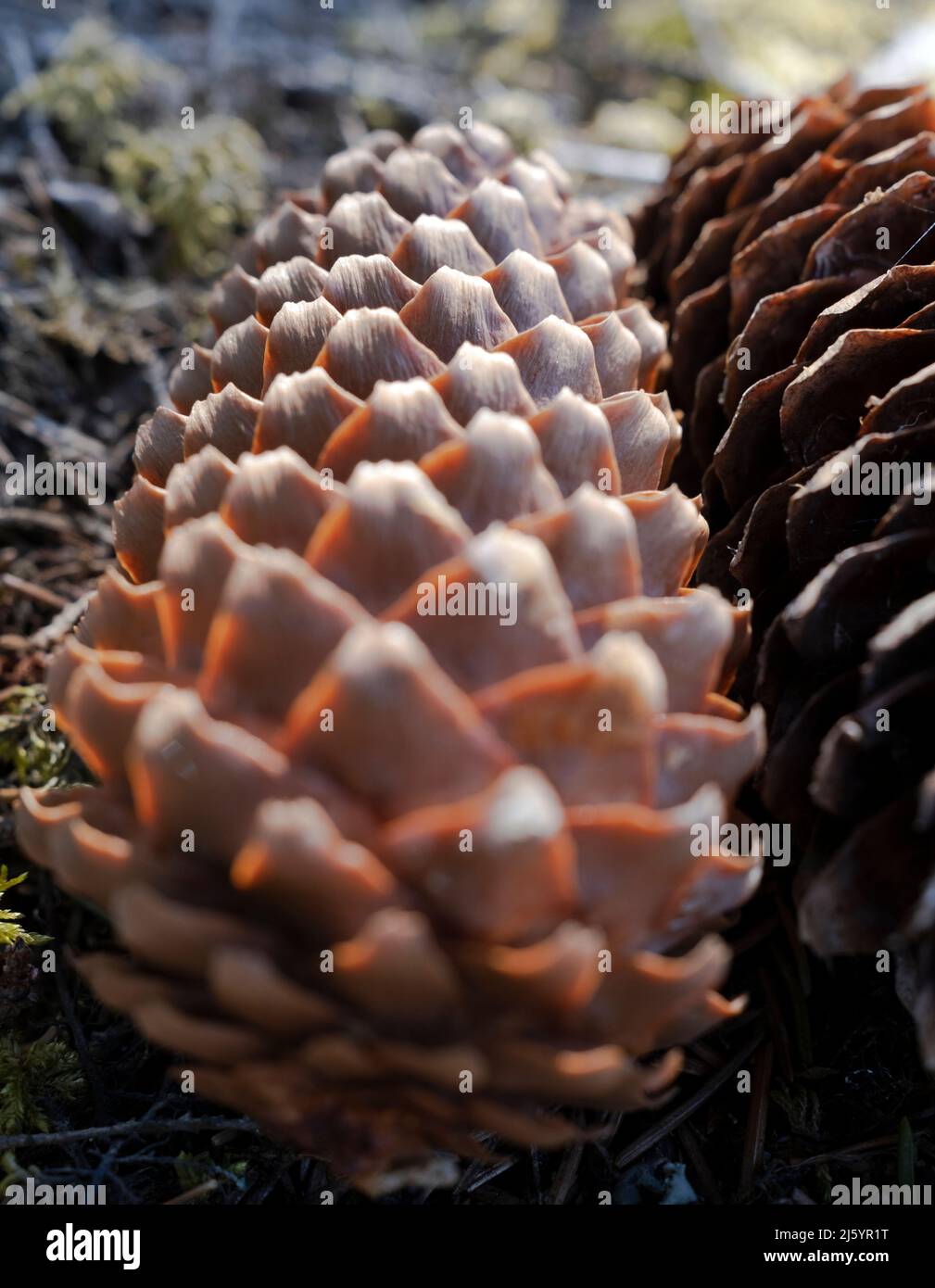 A woody female strobilus, Pinaceae cones in closeup Stock Photo - Alamy