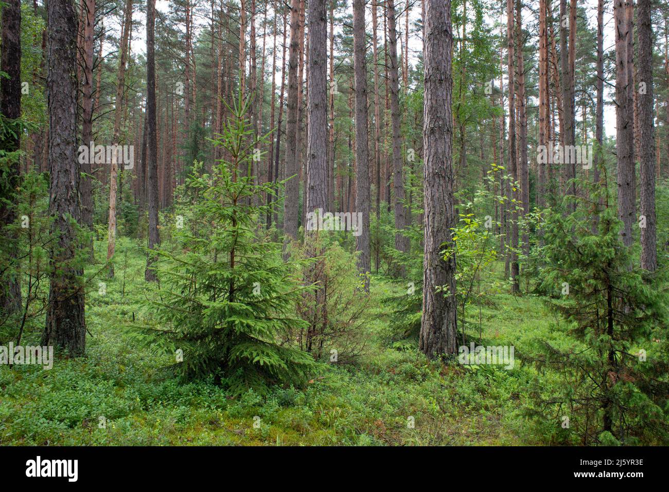Dense naturally wild pine forest, panorama, large trees, bushes and ...