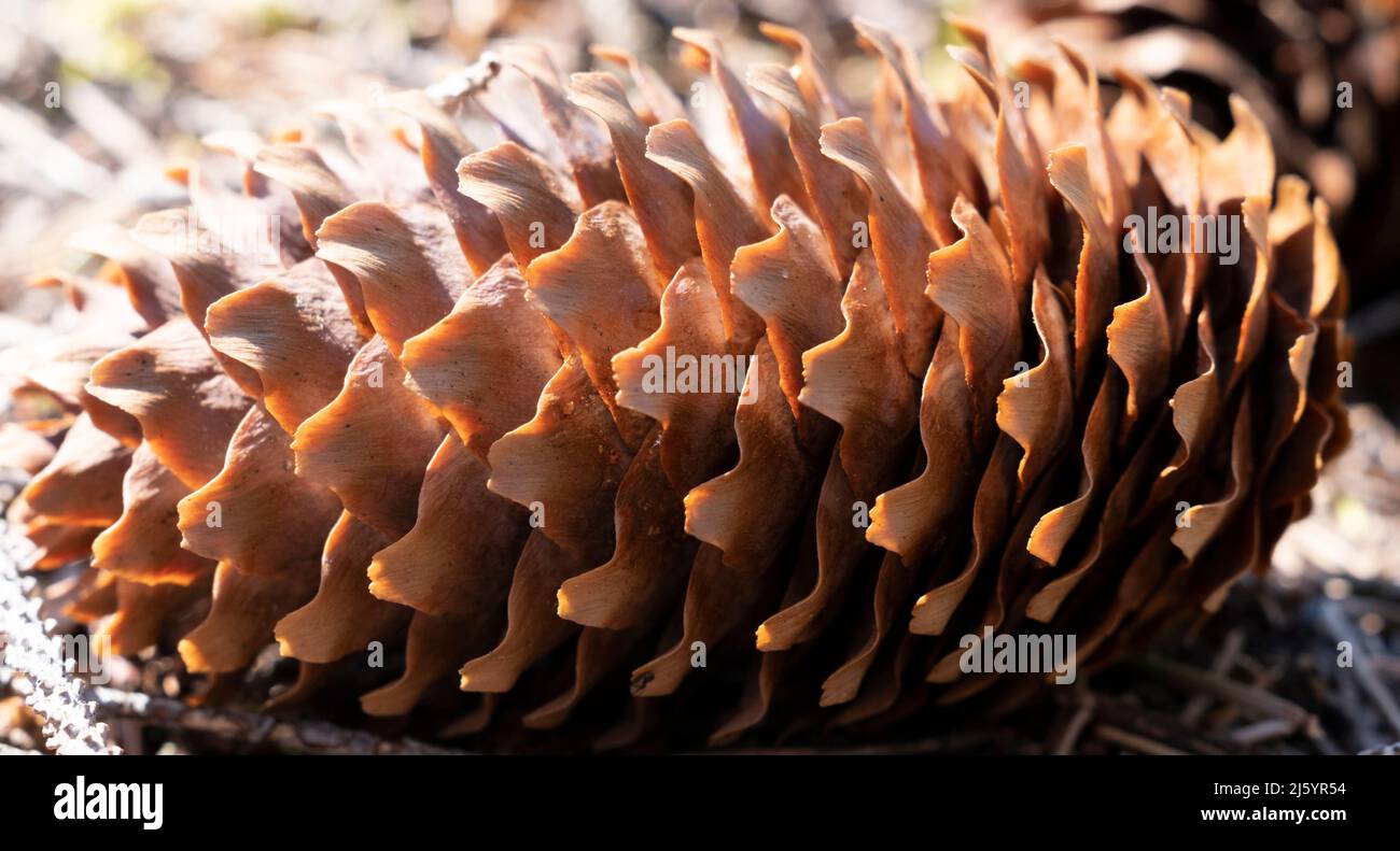 Woody female cone hi-res stock photography and images - Alamy