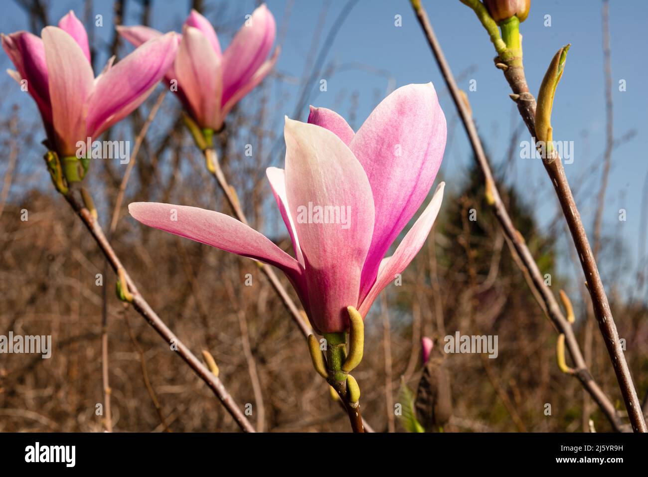 Beautiful magnolia tree blossoms in springtime. Jentle pink magnolia ...