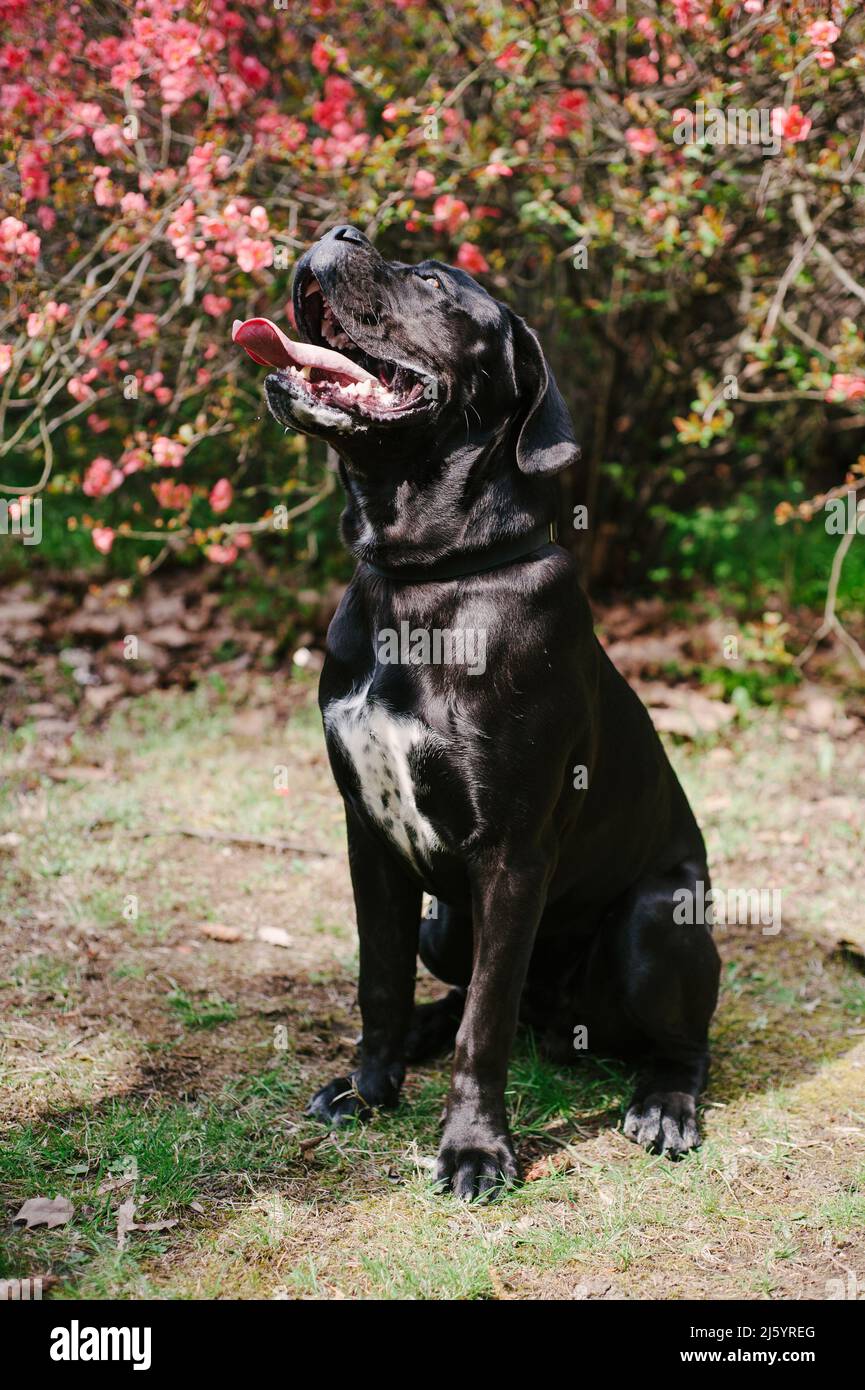 Cane corso. Young big black dog sitting in a spring park Stock Photo ...