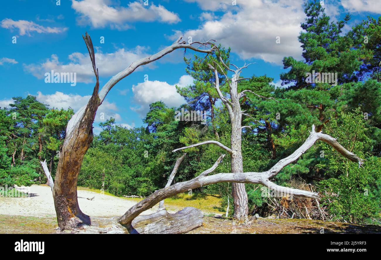 Beautiful dutch landscape with dead dry tree trunk branches, drift sand ...