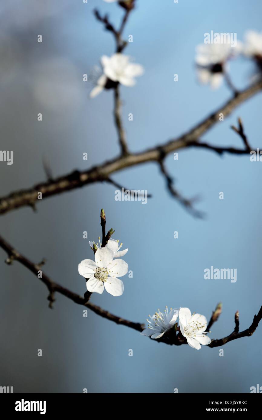 Flowering branch of apricot tree Stock Photo - Alamy