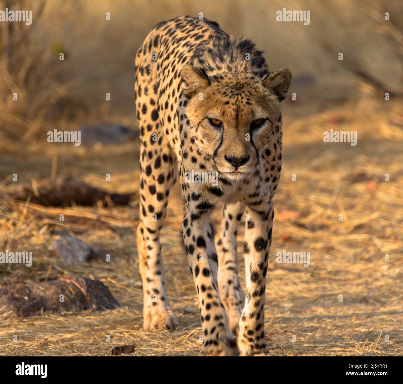 Leopard in natural habitat walks through the savannah. Seen on game ...