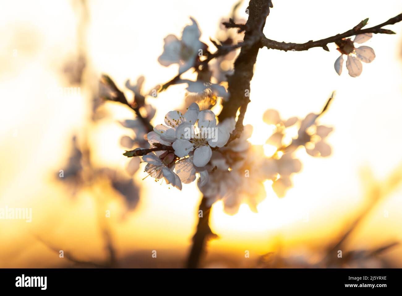 Apricot color flower hi-res stock photography and images - Alamy