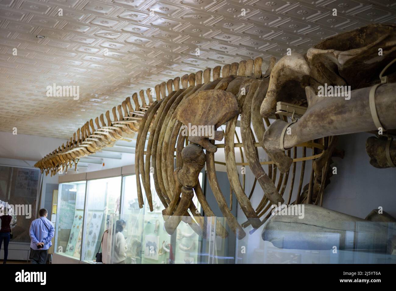 Skeleton of an ancient whale in the museum Stock Photo - Alamy