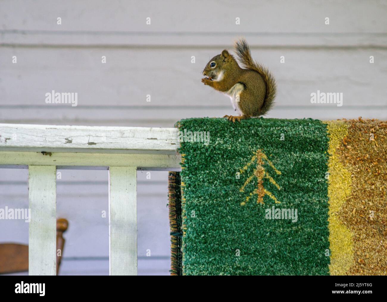 Little squirrel stands on the balustrade of an outdoor terrace Stock ...