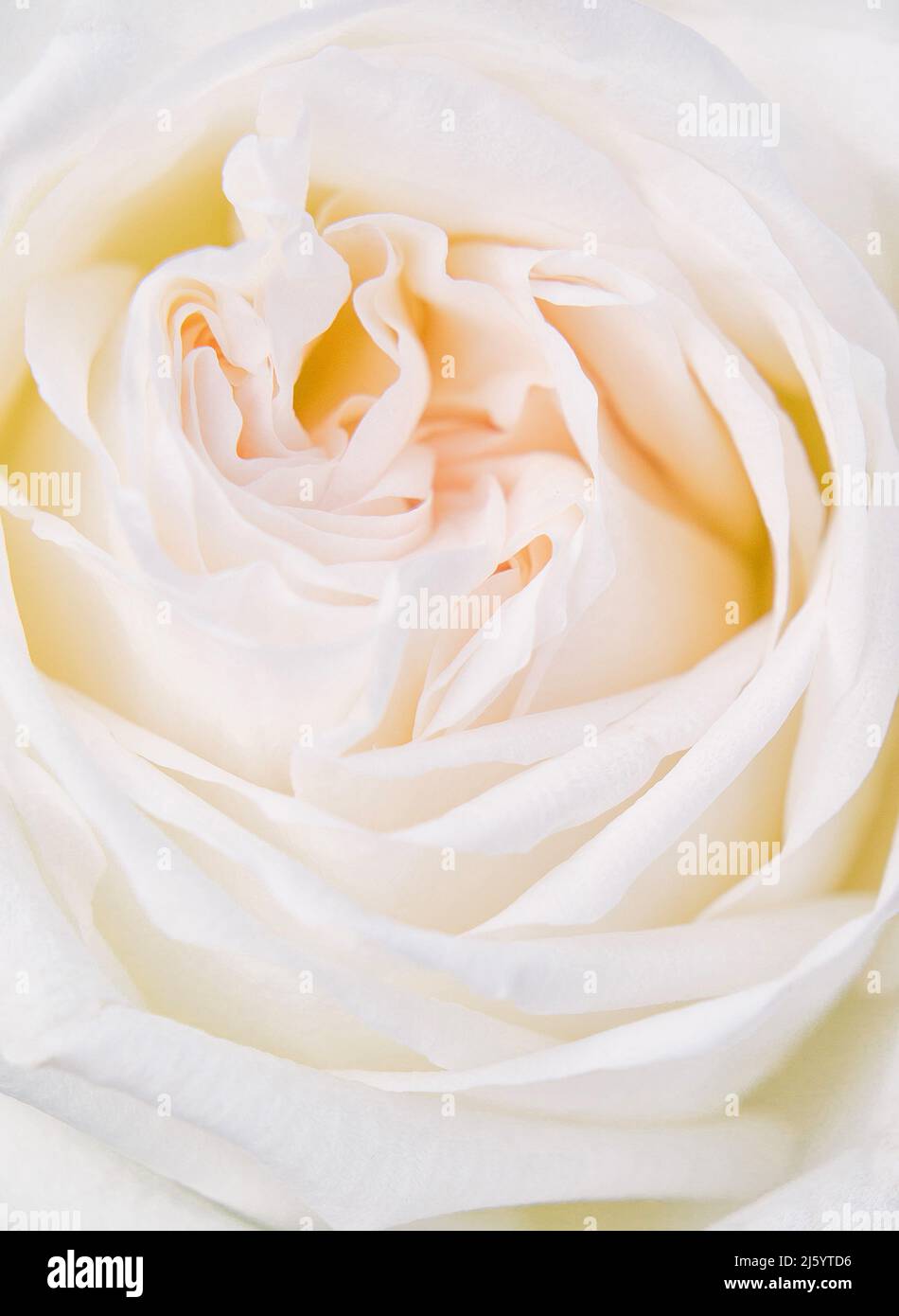 High growing petals hi-res stock photography and images - Alamy