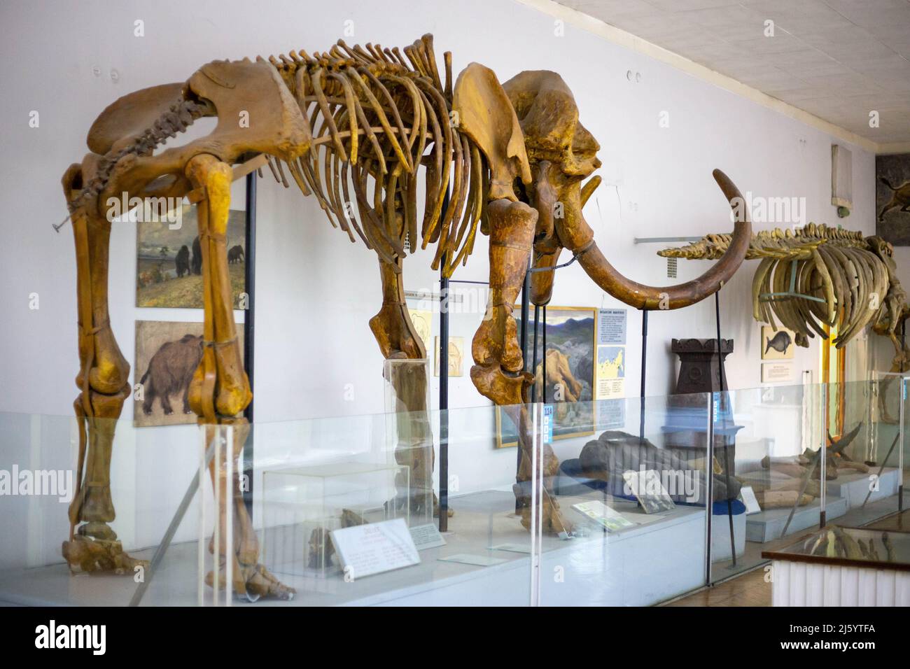 Skeleton of an ancient mammoth in a nature museum Stock Photo - Alamy