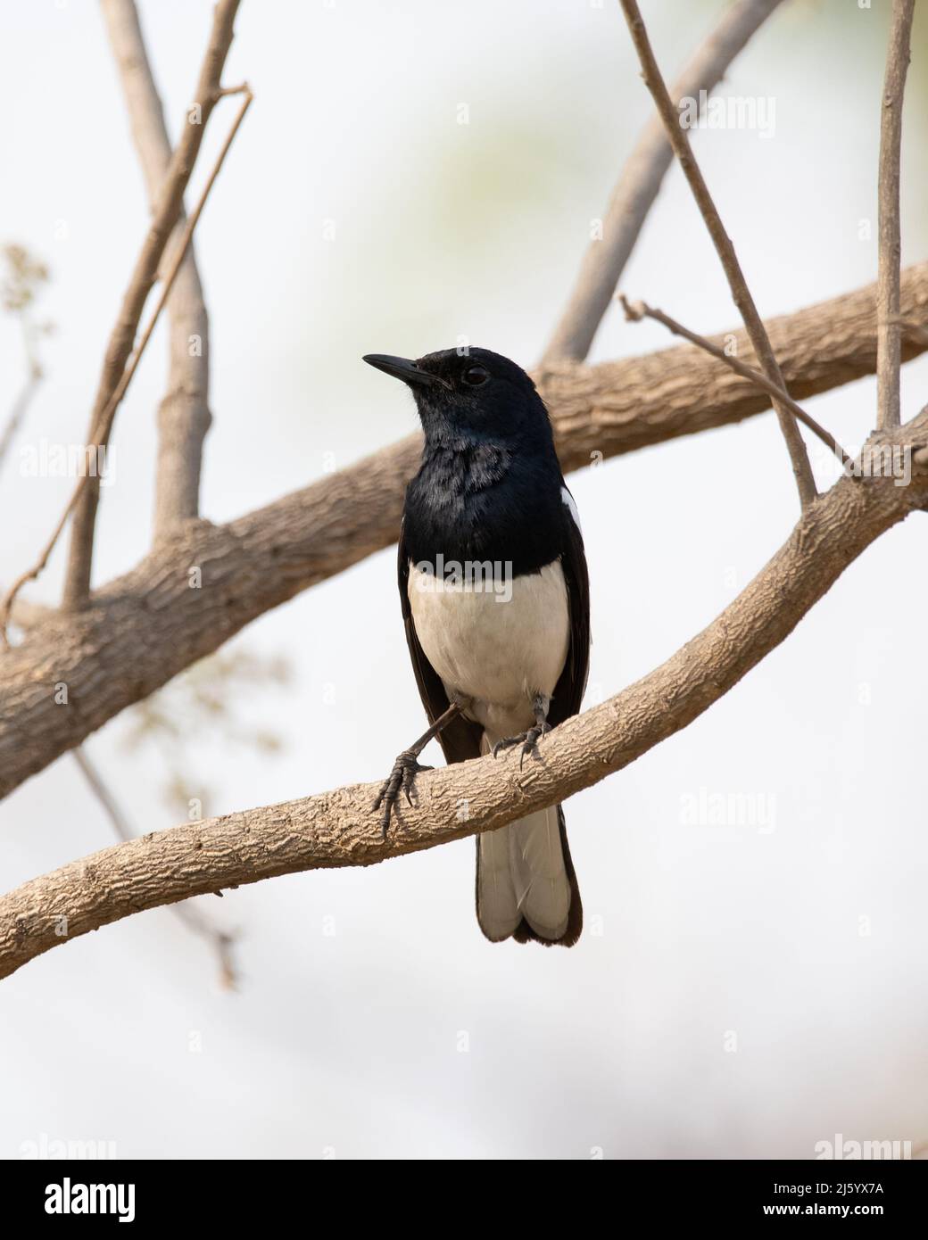 Oriental Magpie-robin beautiful black and white perching bird from ...