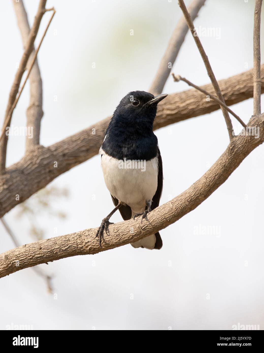 Oriental Magpie-robin beautiful black and white perching bird from ...