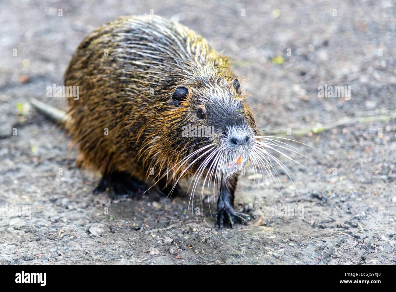 Nutria sitting on the ground Stock Photo - Alamy