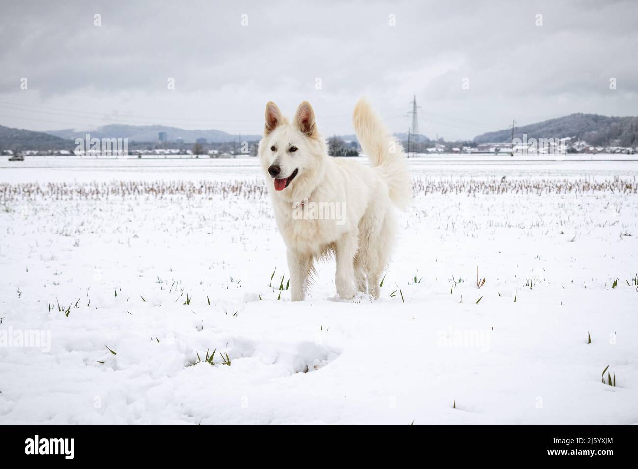 White Swiss Shepherd Dog on snow in winter. Adult berger blanc breed ...