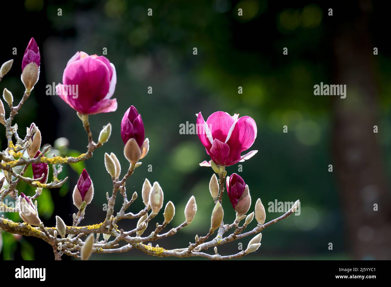 Coast northern nature in spring hi-res stock photography and images - Alamy