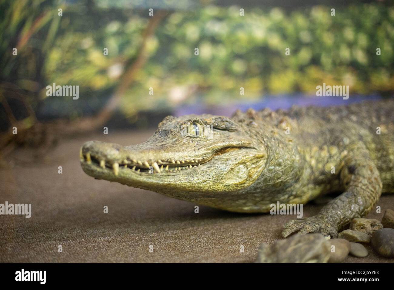 Realistic stuffed wild animal in the museum Stock Photo - Alamy