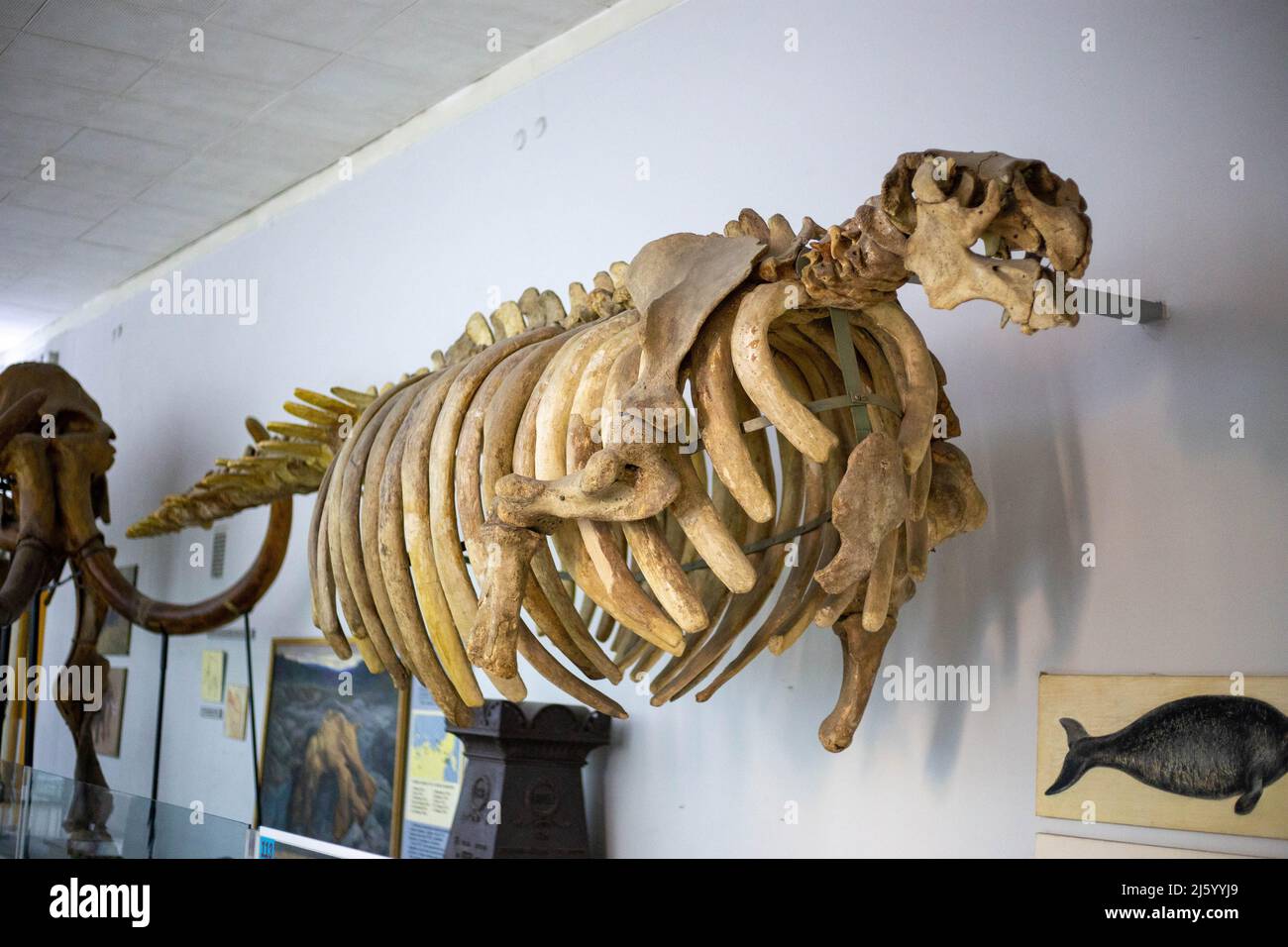 Skeleton of an ancient whale in the museum Stock Photo - Alamy
