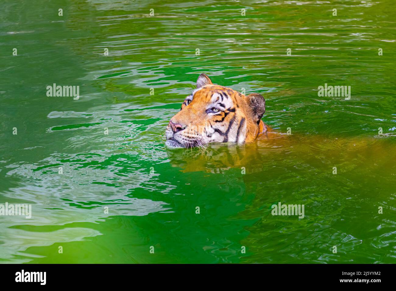 A Tiger in a lake on hot summer day Stock Photo - Alamy