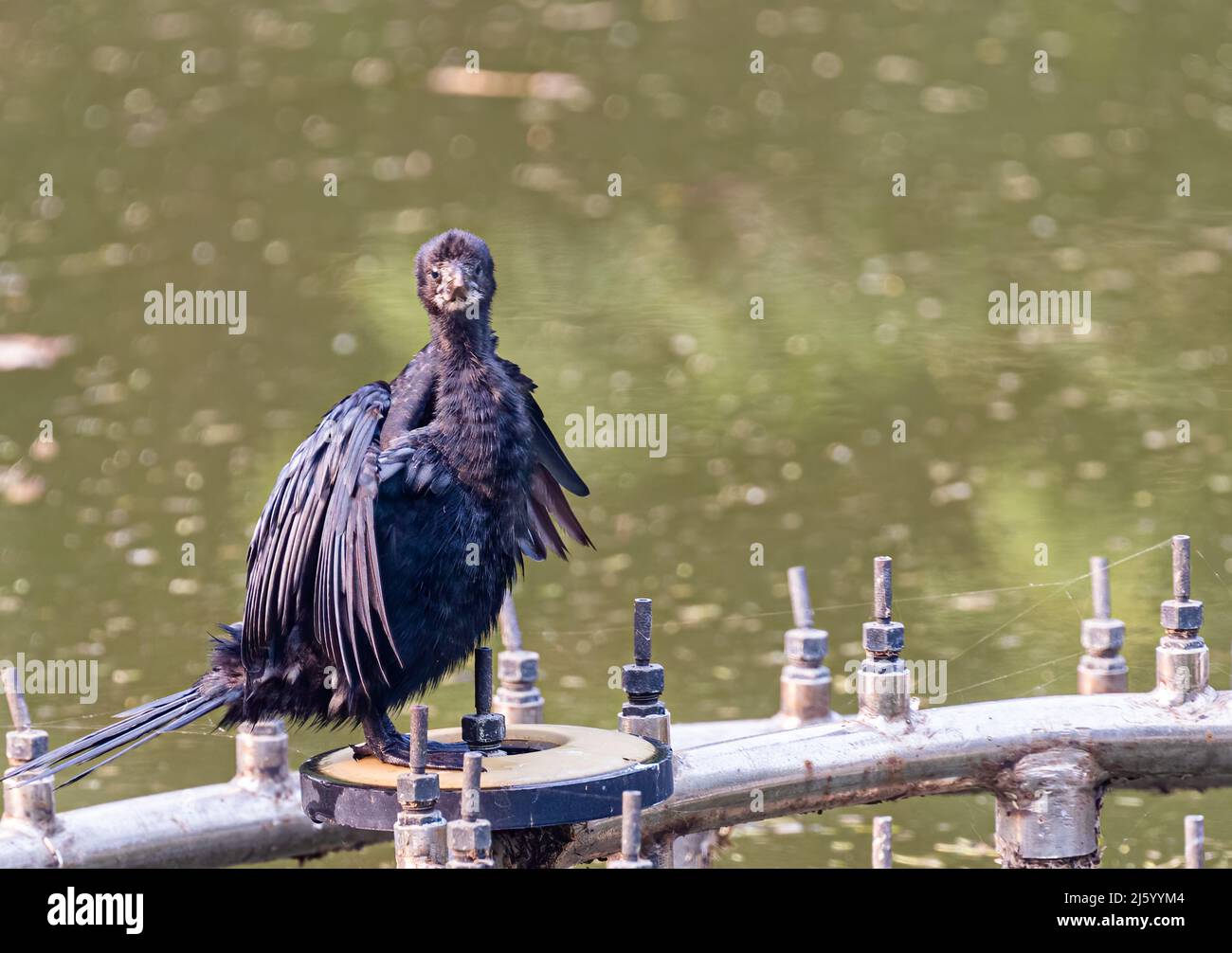 Direct into camera hi-res stock photography and images - Alamy