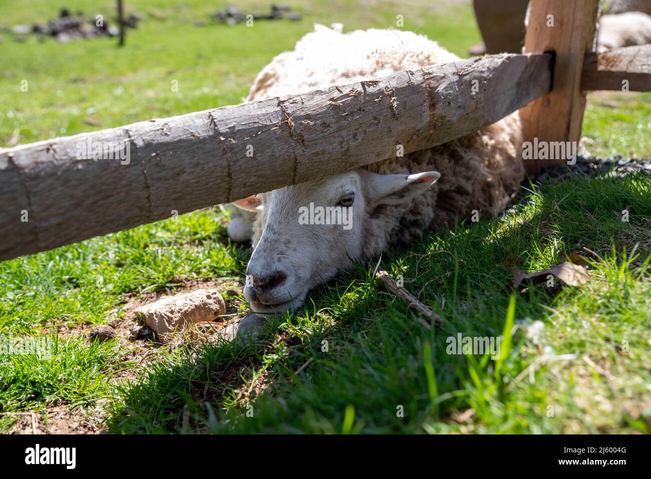 Sheep's face looks out from undsd a split rail wooden fence on a sunny ...