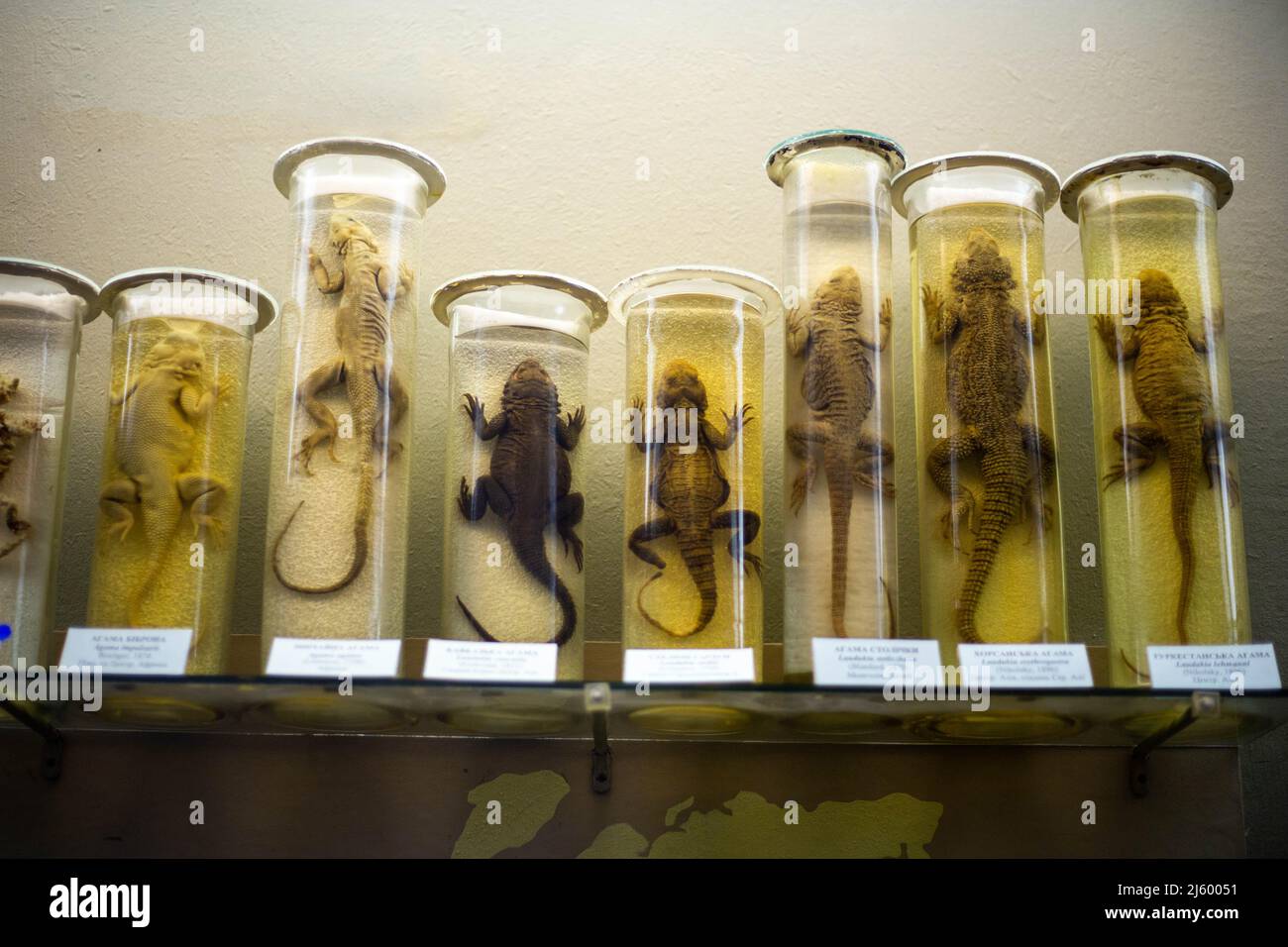 Dead reptiles embalmed in a special vessel with oil Stock Photo - Alamy