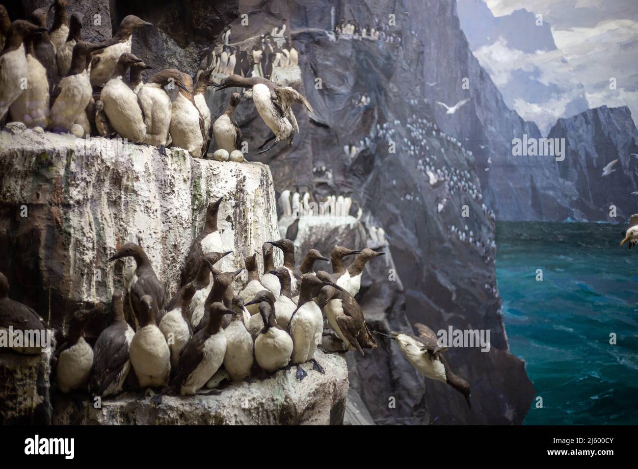 Penguins on a rock hi-res stock photography and images - Alamy