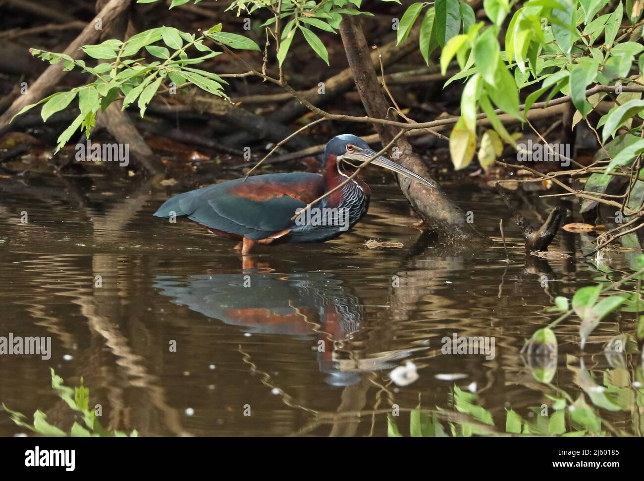 Agami Heron (Agamia agami) adult walking in shallow water Cano Negro ...