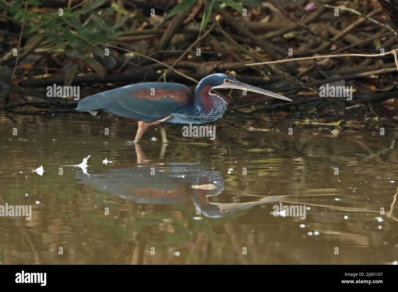 Agami Heron (Agamia agami) adult walking in shallow water Cano Negro ...