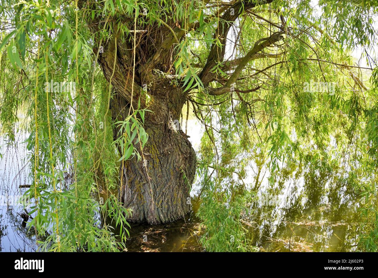Weeping willow tree in the water Stock Photo - Alamy