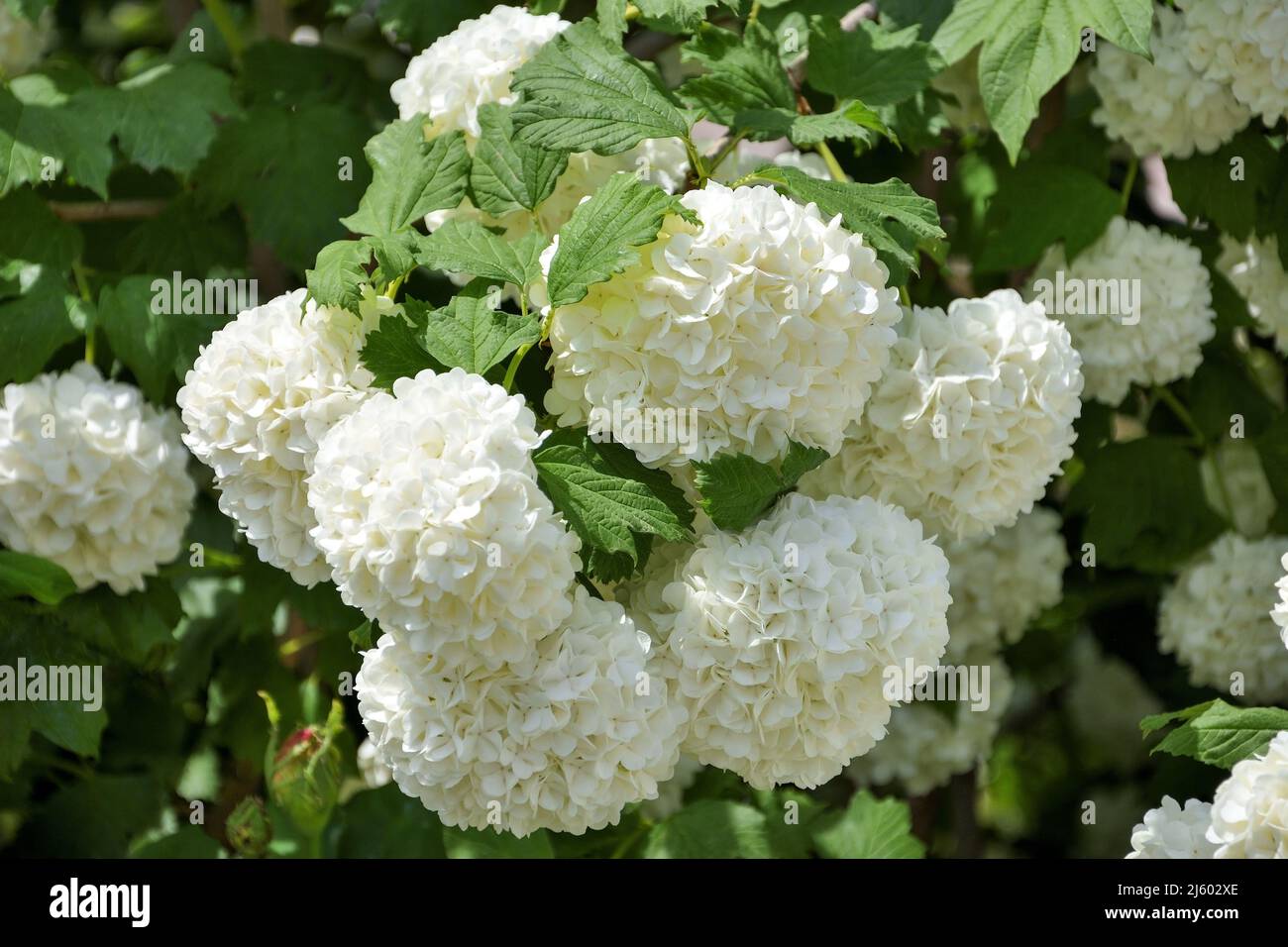 Hydrangea flower at spring season Stock Photo - Alamy