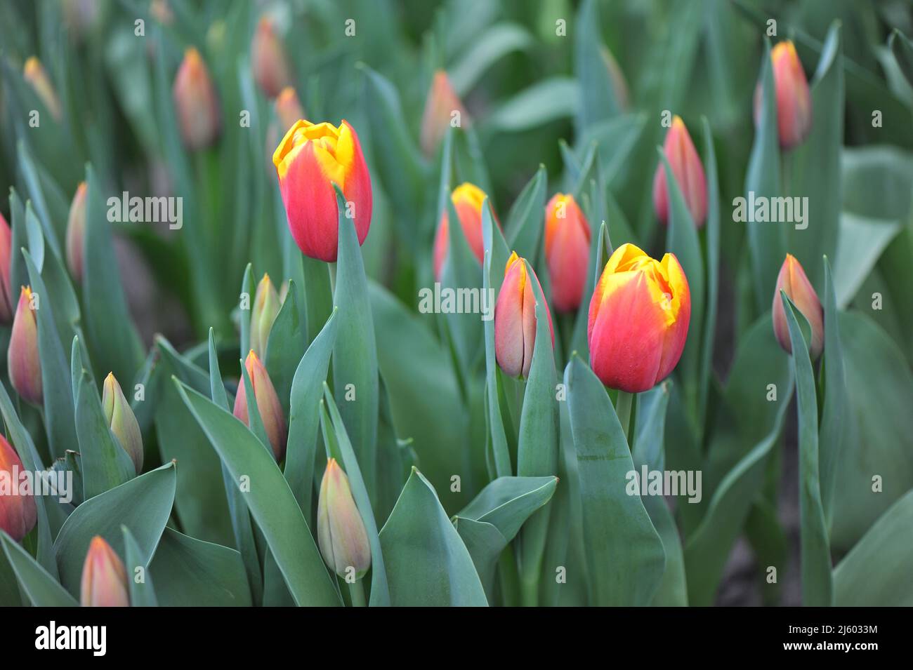 Red with yellow edge Triumph tulips (Tulipa) Hennie vander Most bloom ...