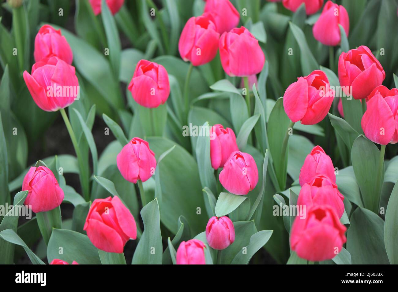Pink Triumph tulips (Tulipa) High Ball bloom in a garden in March Stock ...