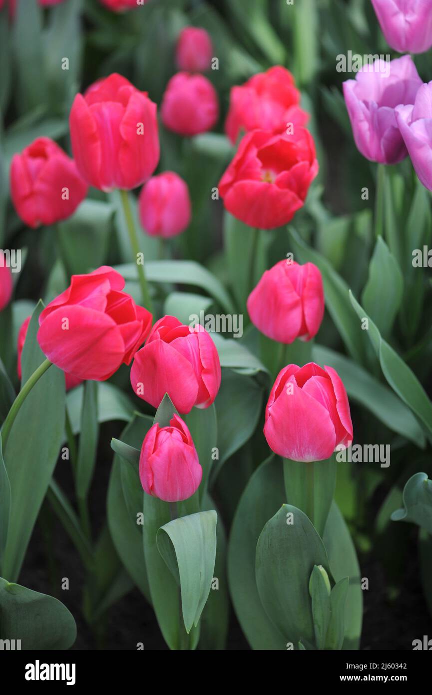 Pink Triumph tulips (Tulipa) High Ball bloom in a garden in March Stock ...