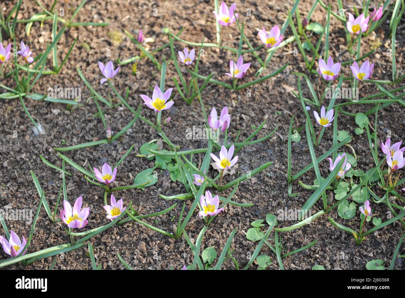 Violet-pink Miscellaneous low-growing tulips (Tulipa humilis) Violacea ...