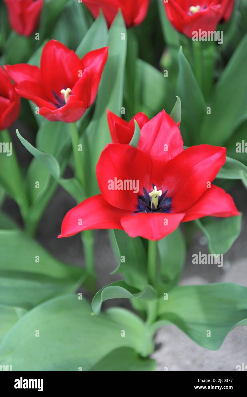 Red Triumph tulips (Tulipa) Invitation bloom in a garden in March Stock ...