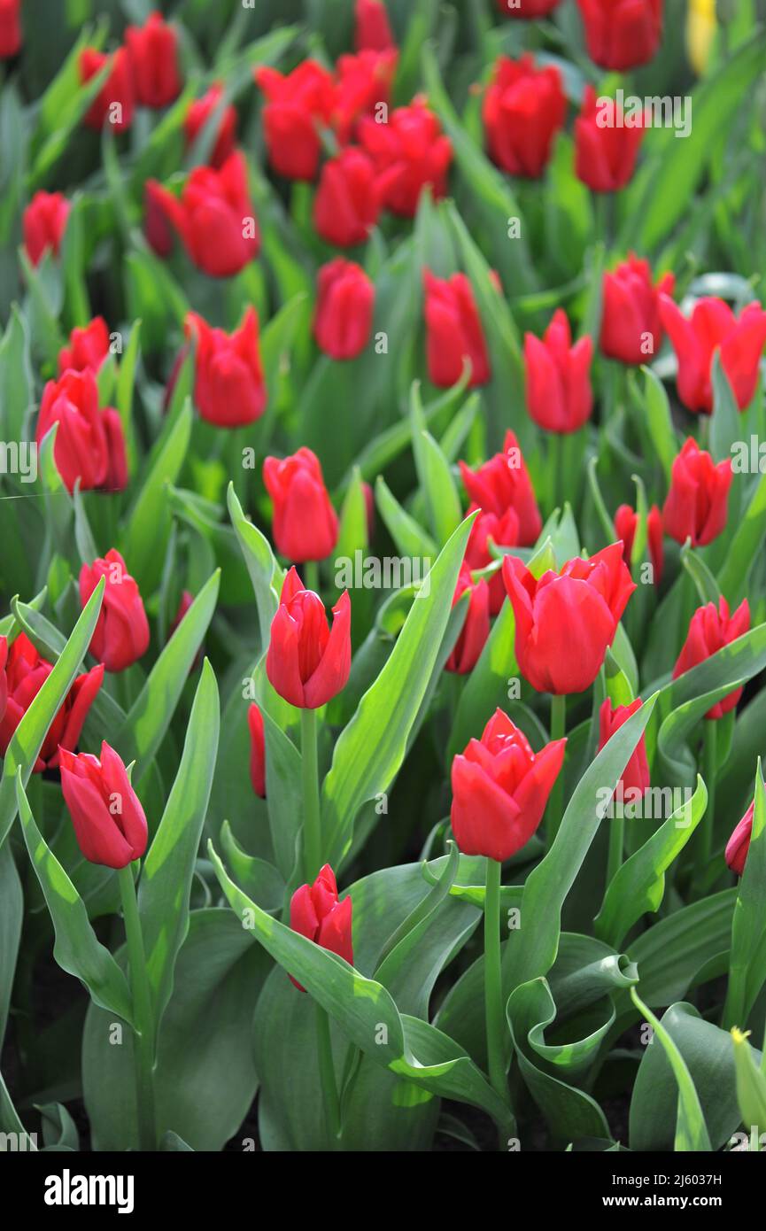 Red Triumph tulips (Tulipa) Invitation bloom in a garden in March Stock ...