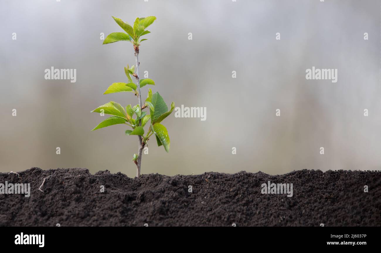 A small tree sprouts from the ground. Plant on a blurred background ...